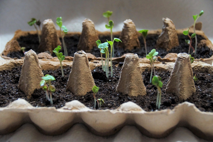 How To Sow Seeds - Step-by-Step Seed Starting Guide