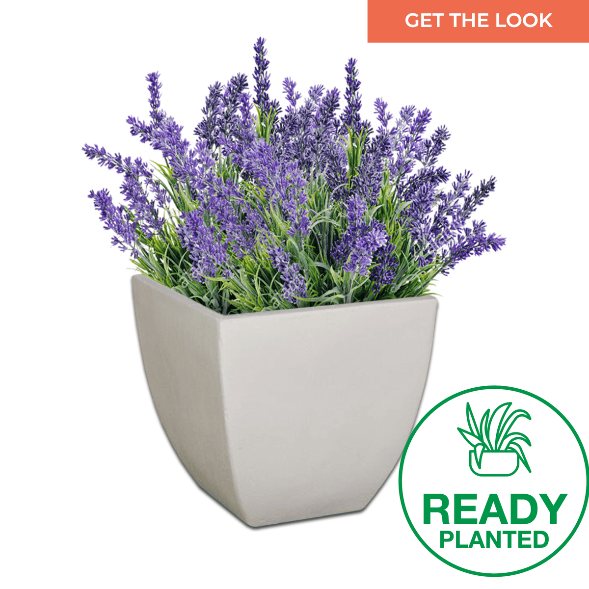 Planted Bolivia | Sun - The Potshack