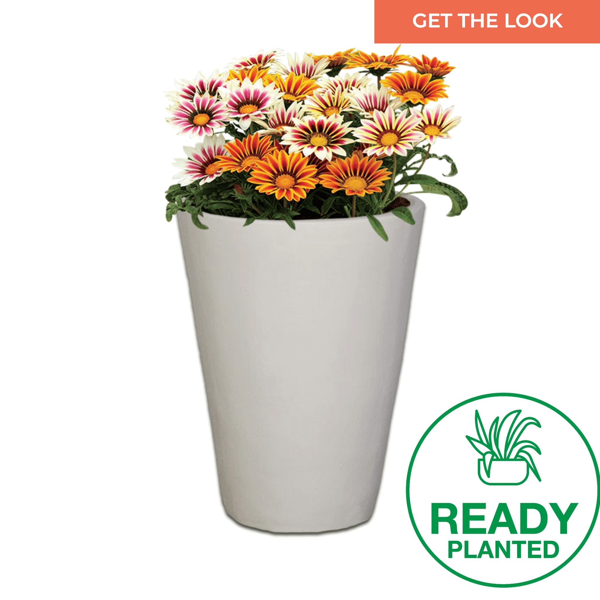 Planted Iris | Sun - The Potshack